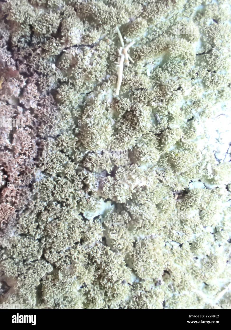 spindles and structured lichens (Cladoniaceae Stock Photo - Alamy