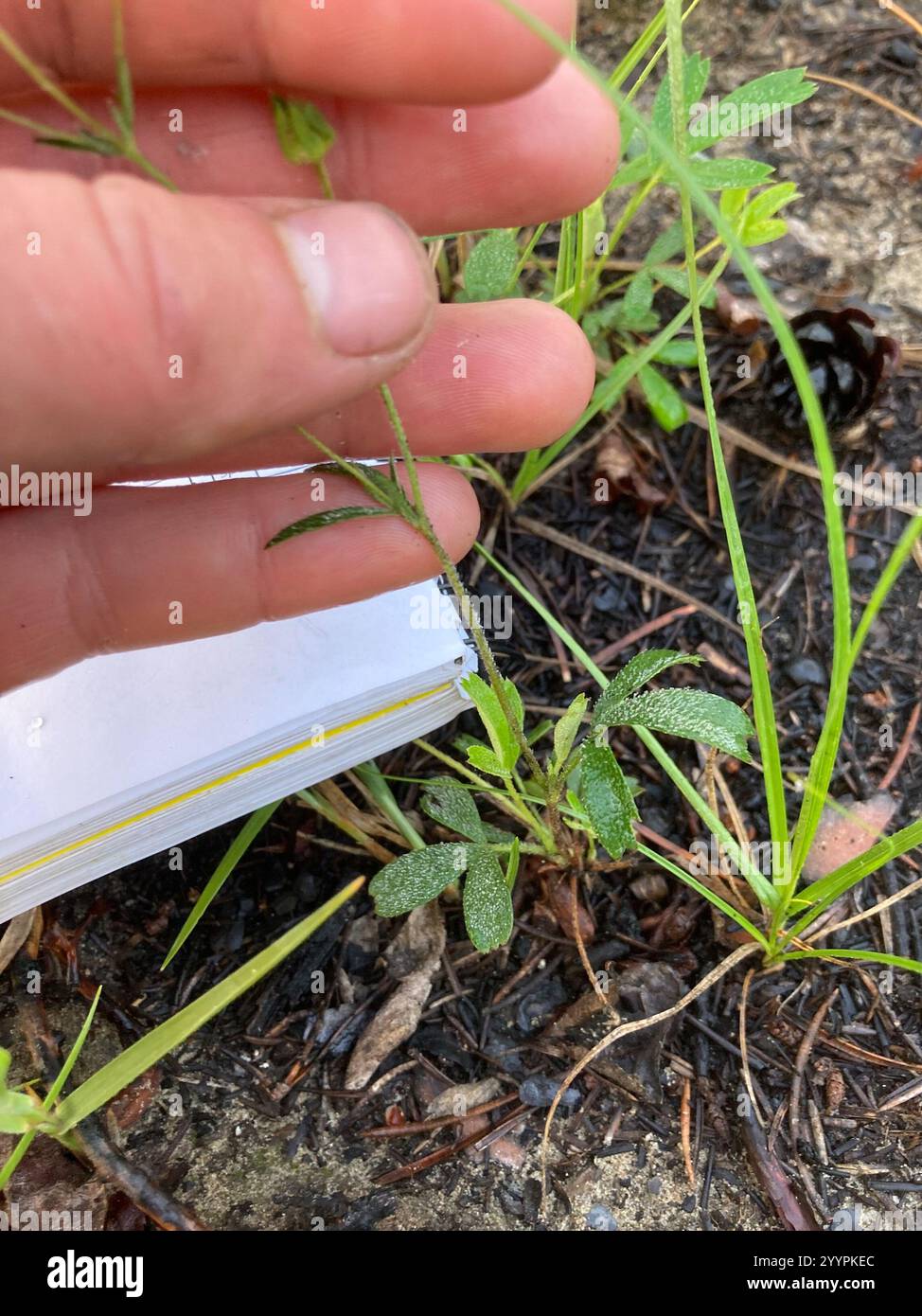 three-toothed cinquefoil (Sibbaldiopsis tridentata Stock Photo - Alamy