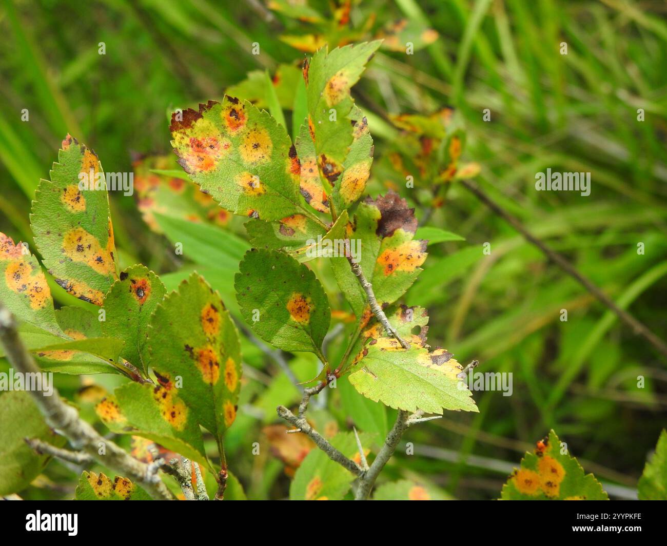 Cedar-Hawthorn Rust (Gymnosporangium globosum Stock Photo - Alamy