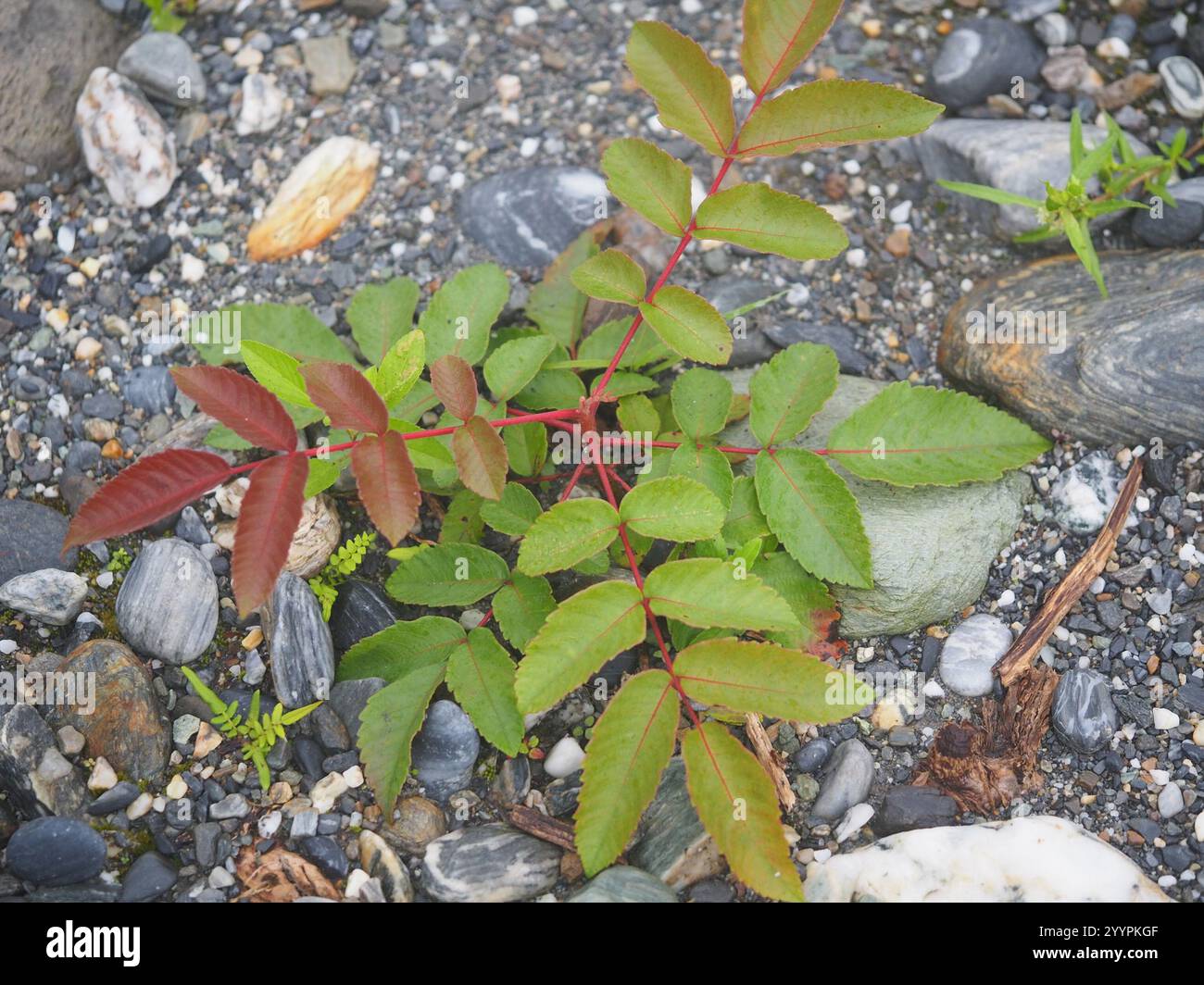 (Rhus chinensis roxburghii Stock Photo - Alamy