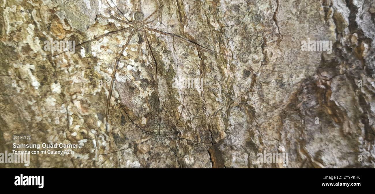 Two-tailed Spiders (Hersiliidae Stock Photo - Alamy