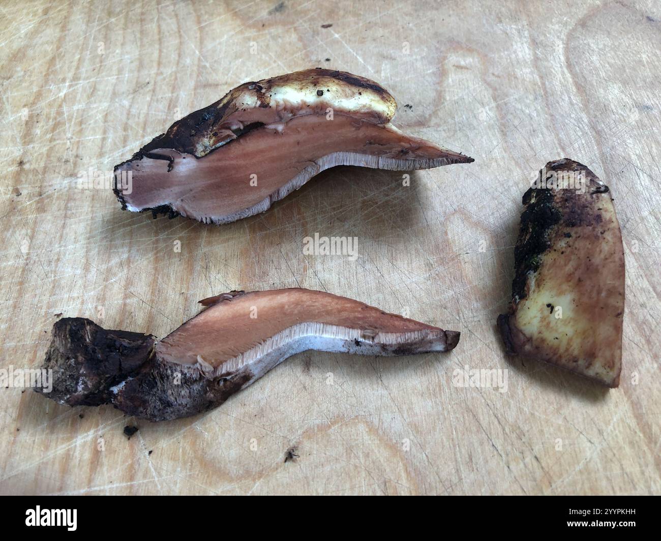 Oak polypore (Fomitopsis pulvina Stock Photo - Alamy