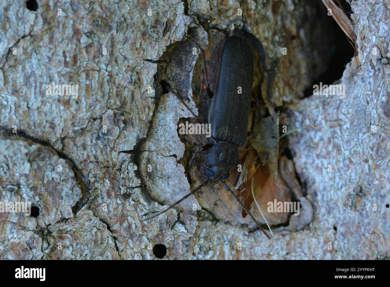 Rust Pine Borer (Arhopalus rusticus Stock Photo - Alamy
