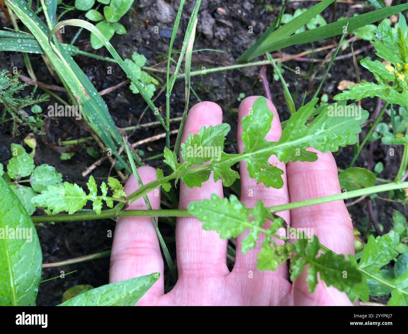 Bog Yellowcress (Rorippa palustris Stock Photo - Alamy