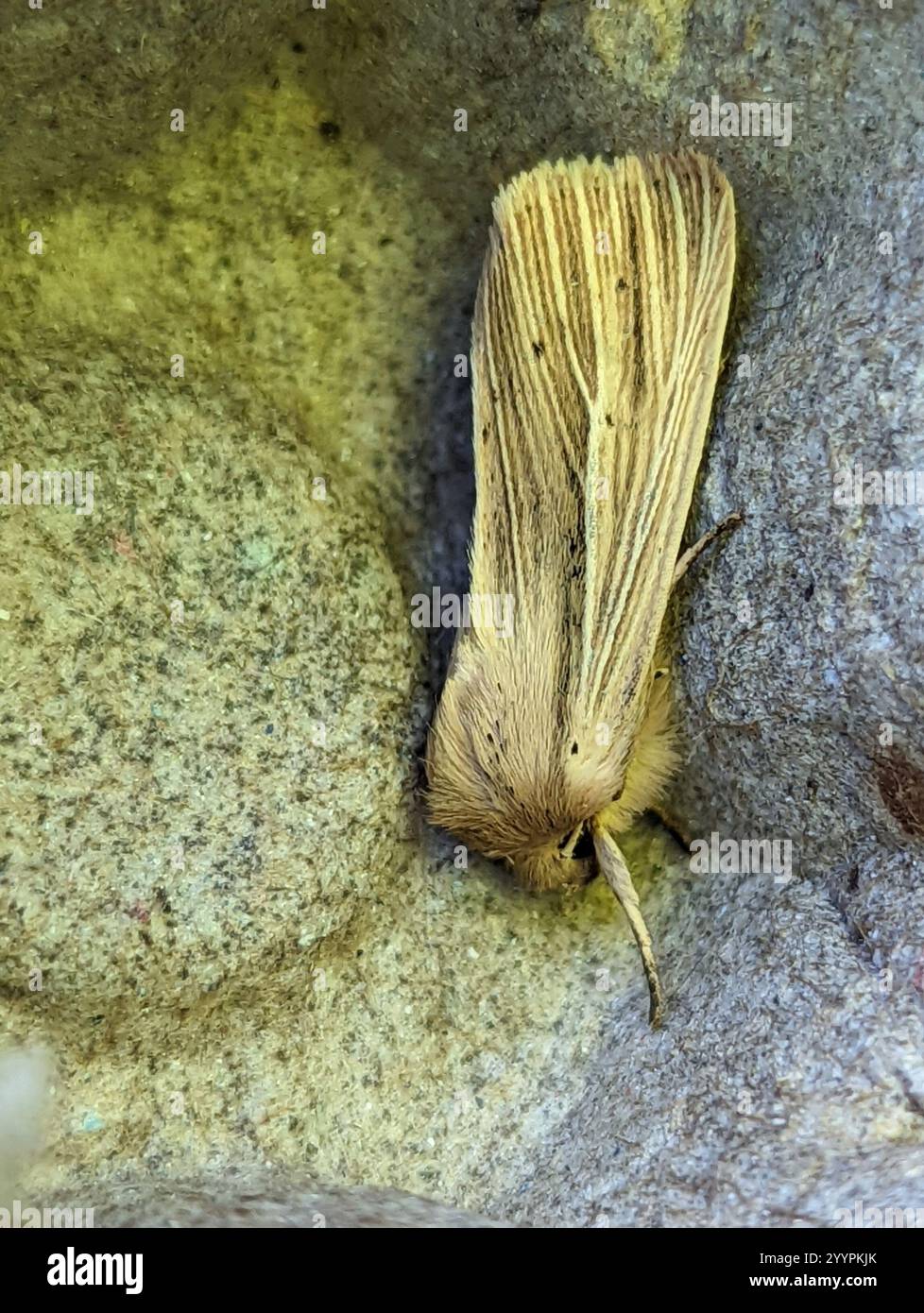 Smoky wainscot hi-res stock photography and images - Alamy