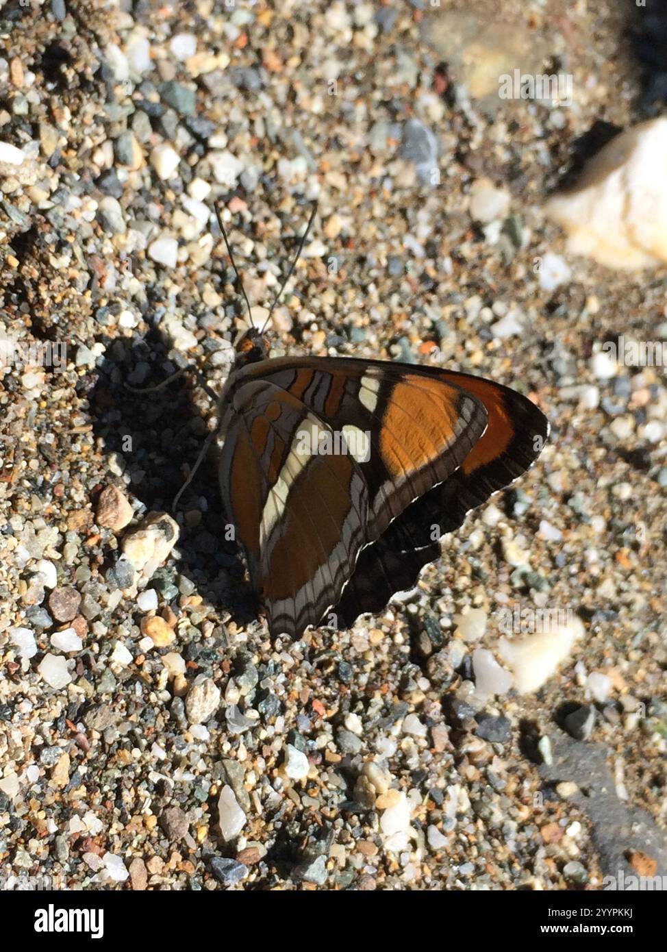 California Sister (Adelpha californica Stock Photo - Alamy