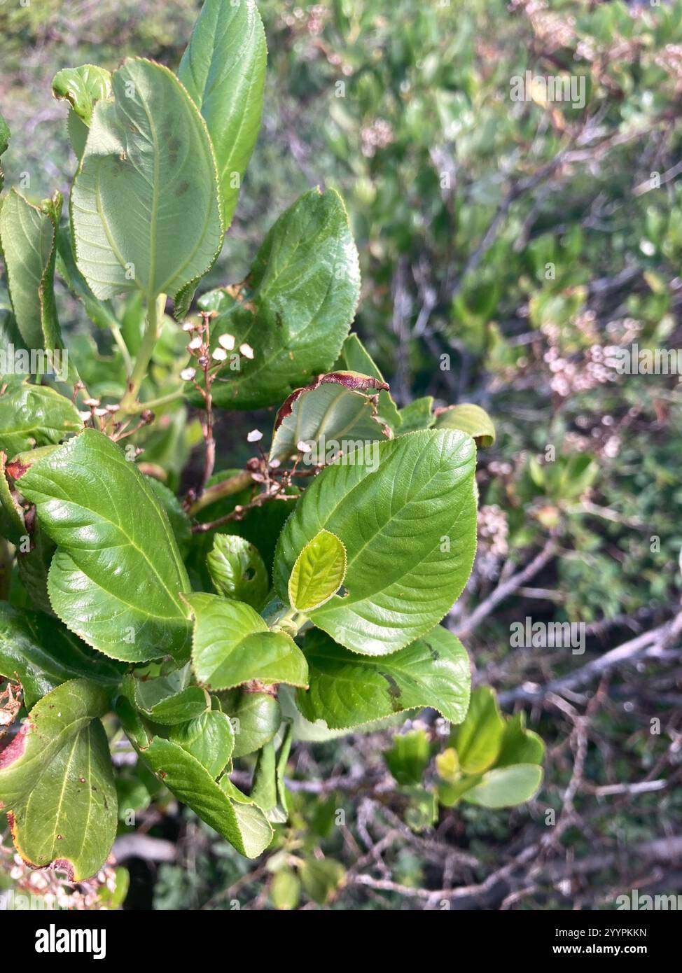 Snowbrush Ceanothus (Ceanothus velutinus Stock Photo - Alamy
