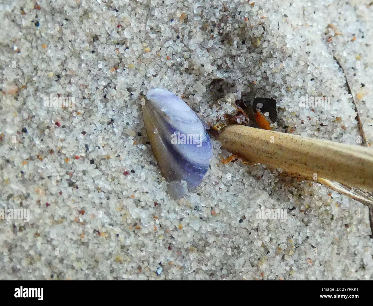 Northern Bay Mussel (Mytilus trossulus Stock Photo - Alamy