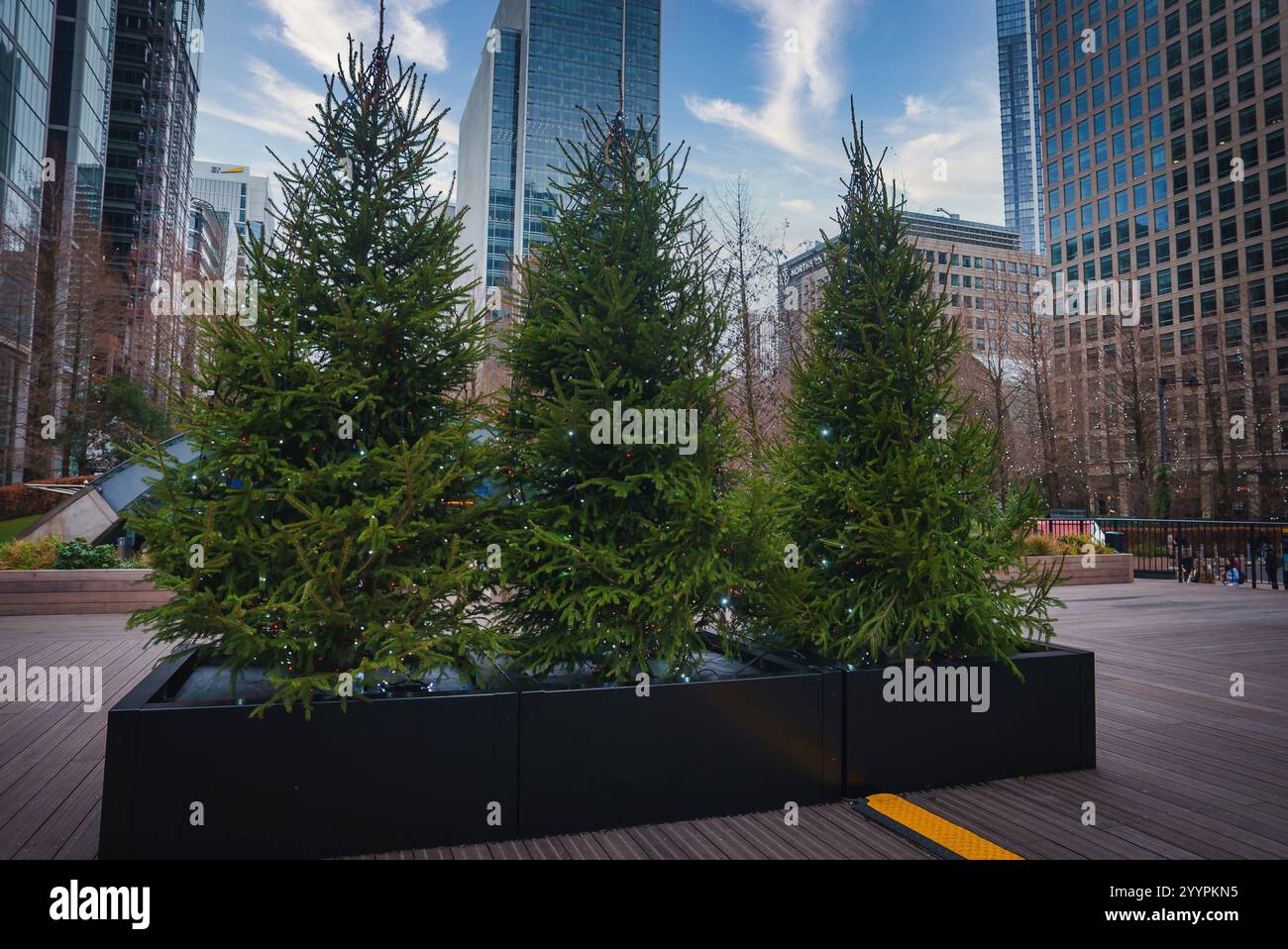 Three Christmas trees with lights stand in a plaza surrounded by modern ...