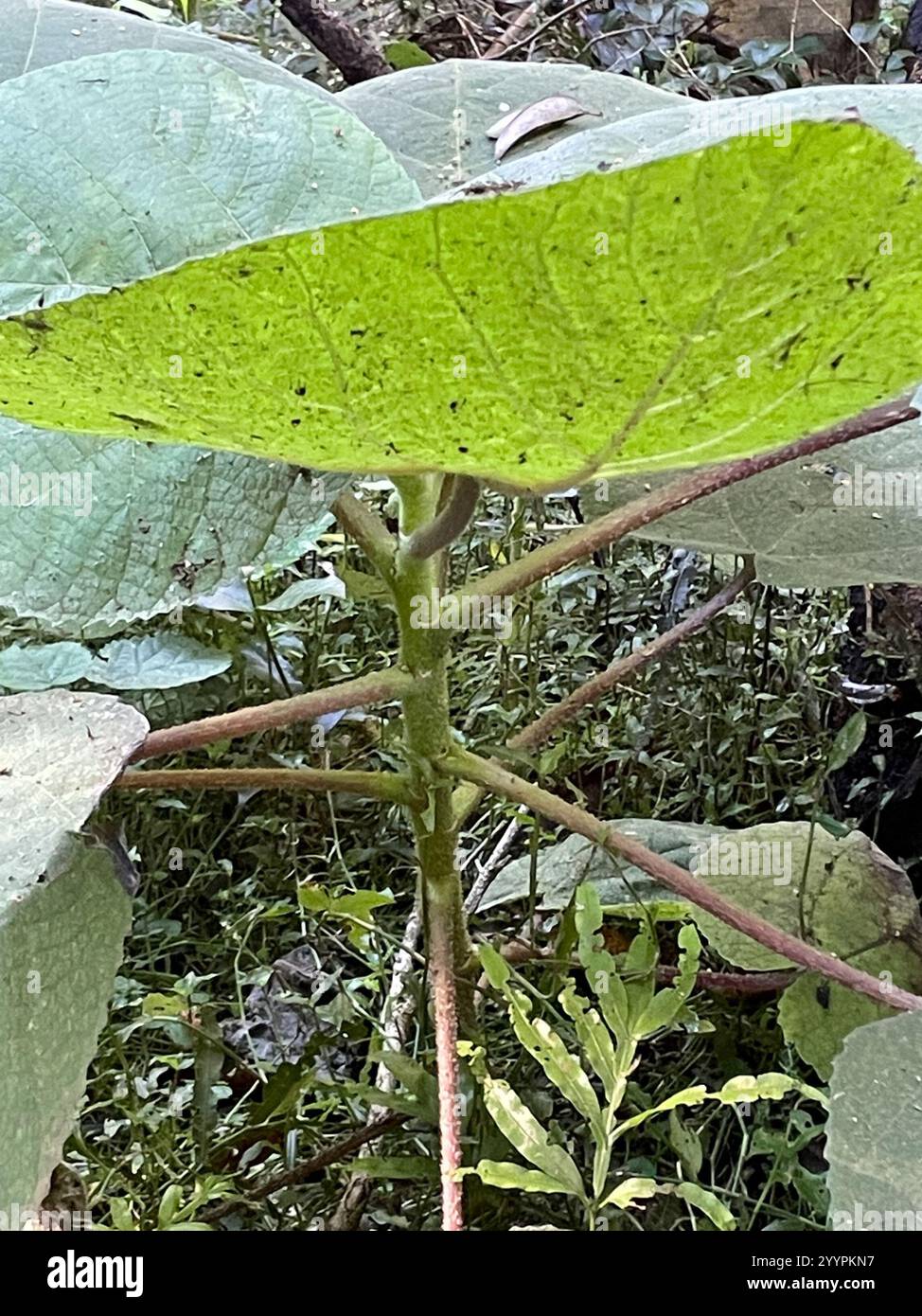 Giant Stinging Tree (Dendrocnide excelsa Stock Photo - Alamy
