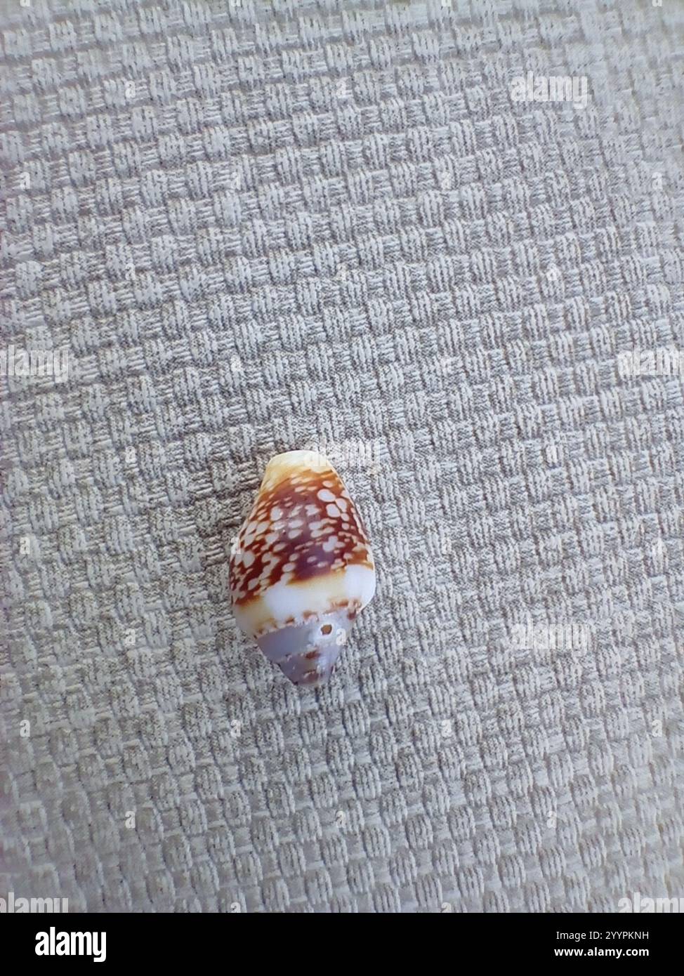 Rustic Dove-shell (Columbella rustica Stock Photo - Alamy