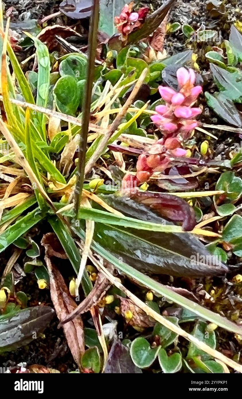 alpine bistort (Bistorta vivipara Stock Photo - Alamy