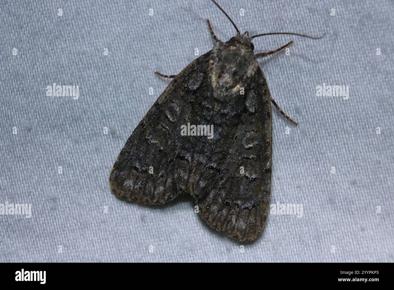 Eclipsed Oak Dagger (Acronicta increta Stock Photo - Alamy