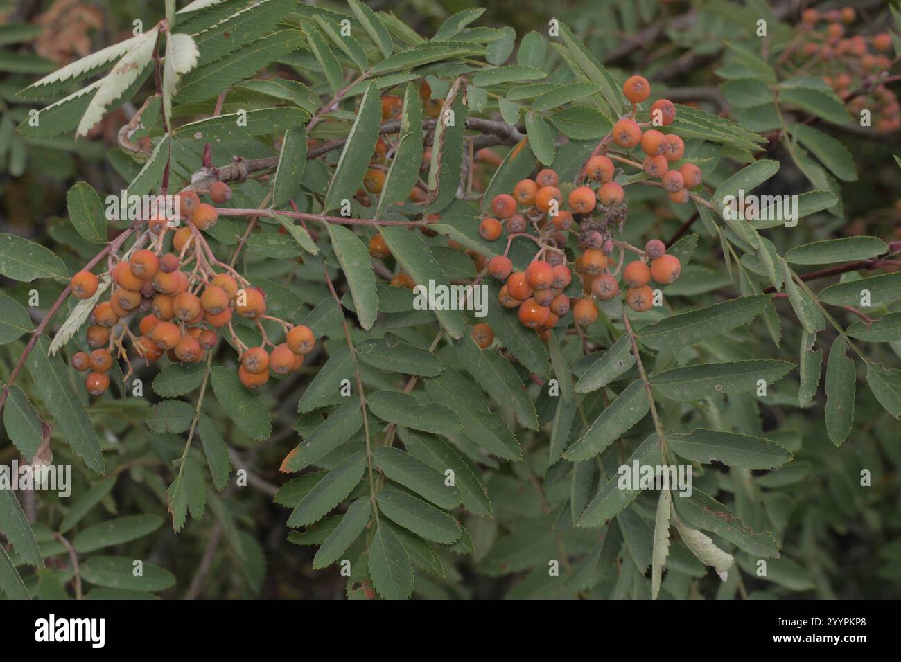 European mountain ash (Sorbus aucuparia Stock Photo - Alamy