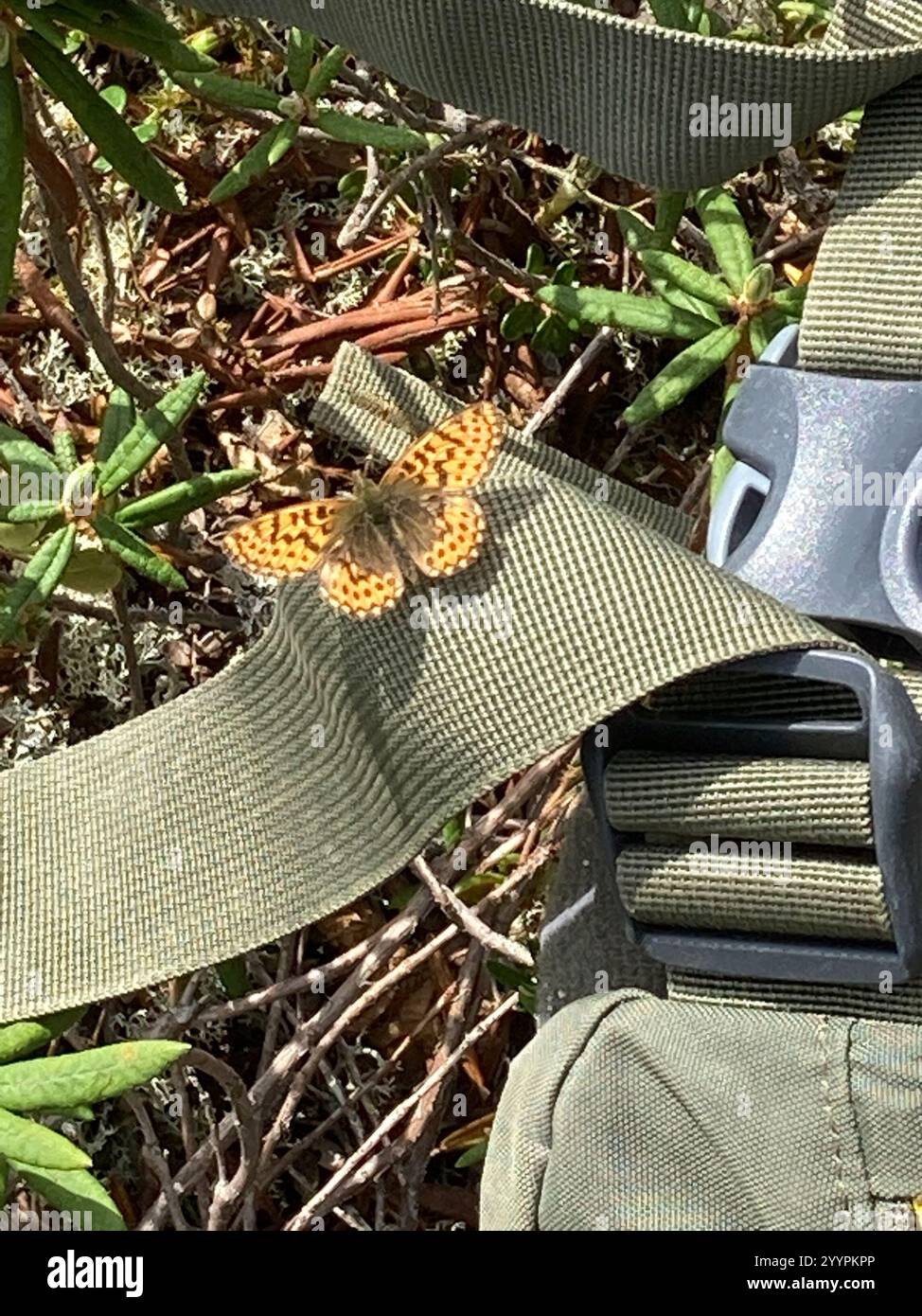 Freija fritillary hi-res stock photography and images - Alamy