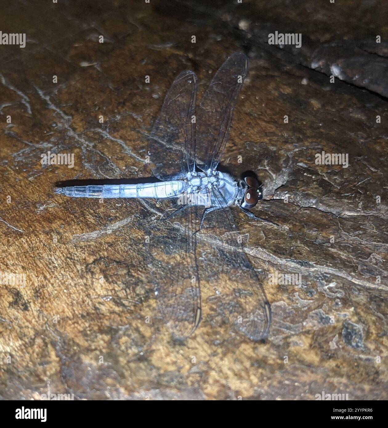 Little Blue Marsh Hawk (Brachydiplax sobrina Stock Photo - Alamy