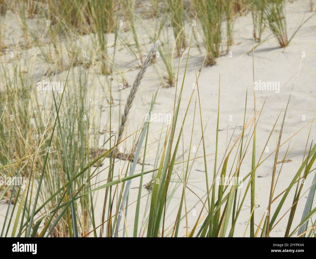 Saltmarsh Cordgrass (Sporobolus alterniflorus Stock Photo - Alamy