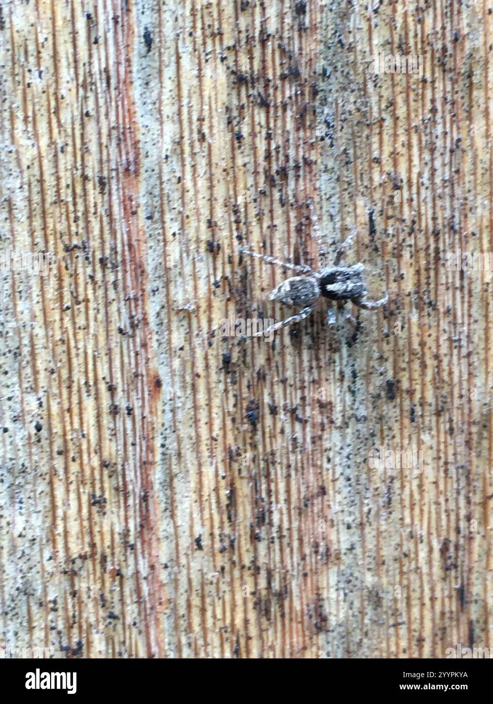 Asiatic Wall Jumping Spider (Attulus fasciger Stock Photo - Alamy