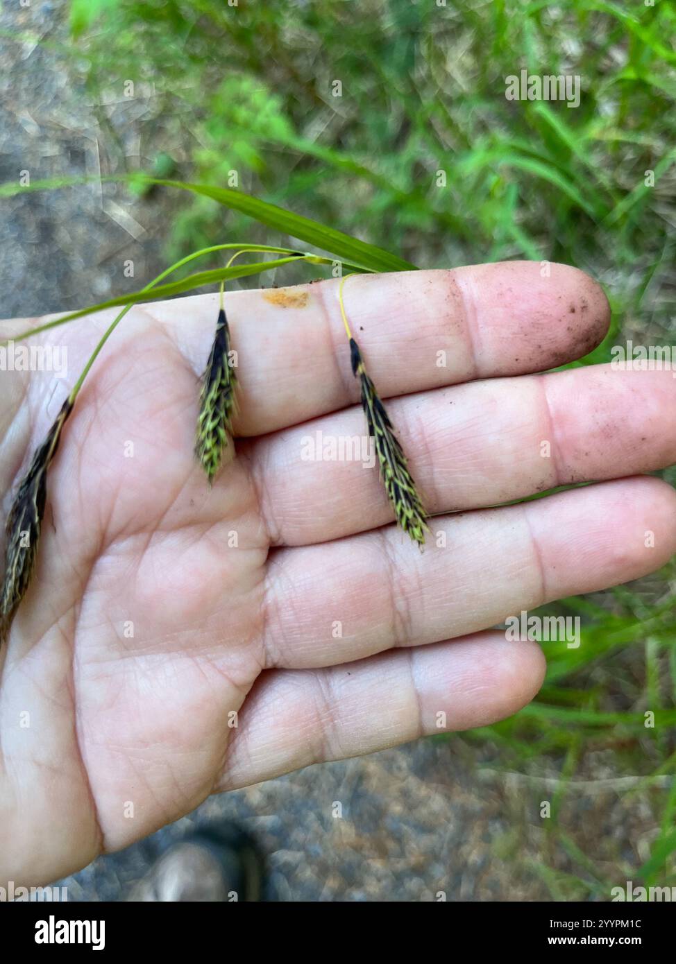 Alaska Large Awn Sedge (Carex macrochaeta Stock Photo - Alamy