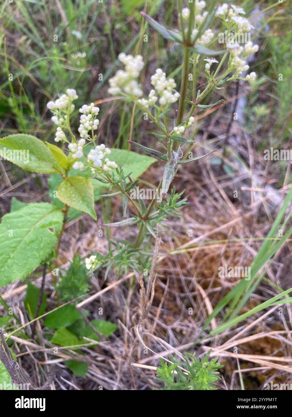 Northern Bedstraw (Galium boreale Stock Photo - Alamy