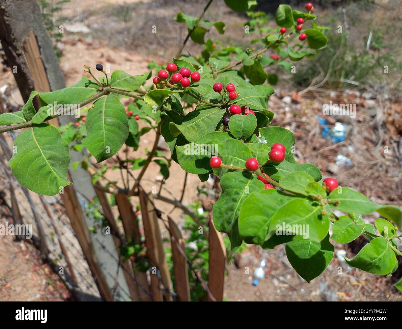 Be Still Tree (Rauvolfia tetraphylla Stock Photo - Alamy