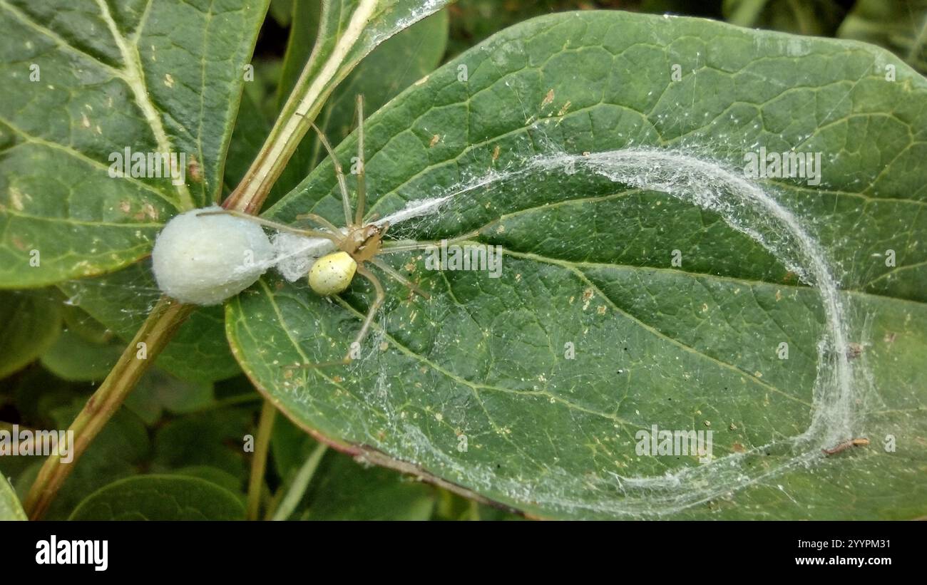Common candy-striped spider (Enoplognatha ovata Stock Photo - Alamy