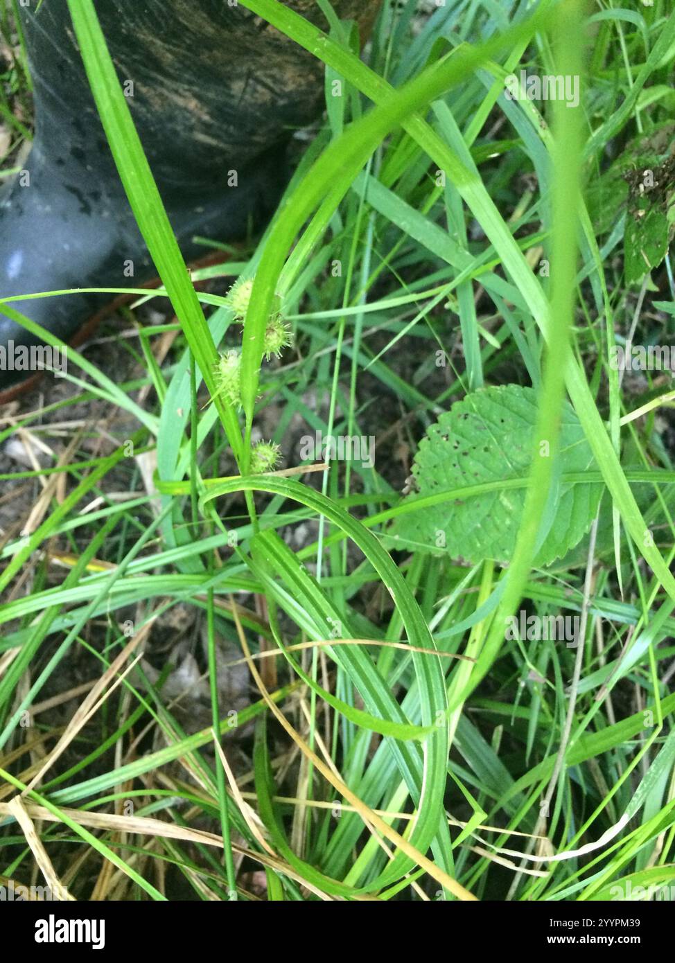golden cattail sedge (Carex aureolensis Stock Photo - Alamy