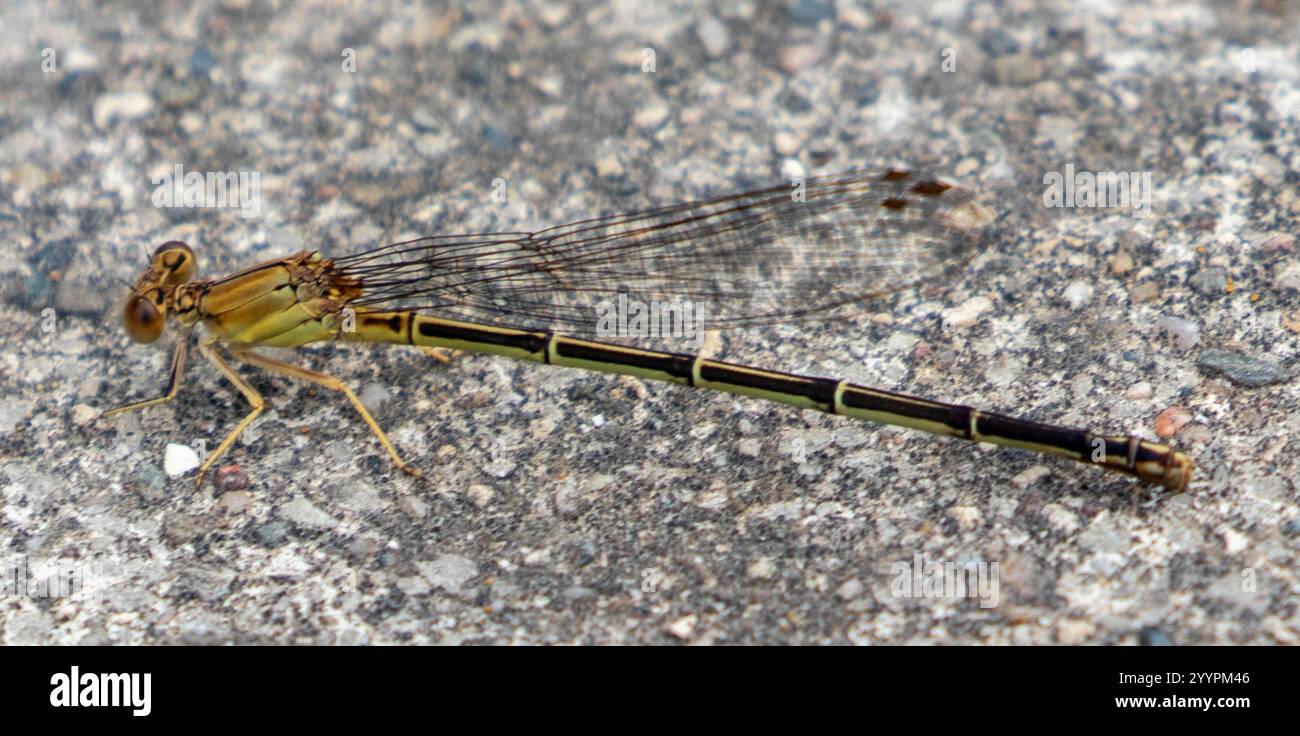 Blue-fronted Dancer (Argia apicalis Stock Photo - Alamy