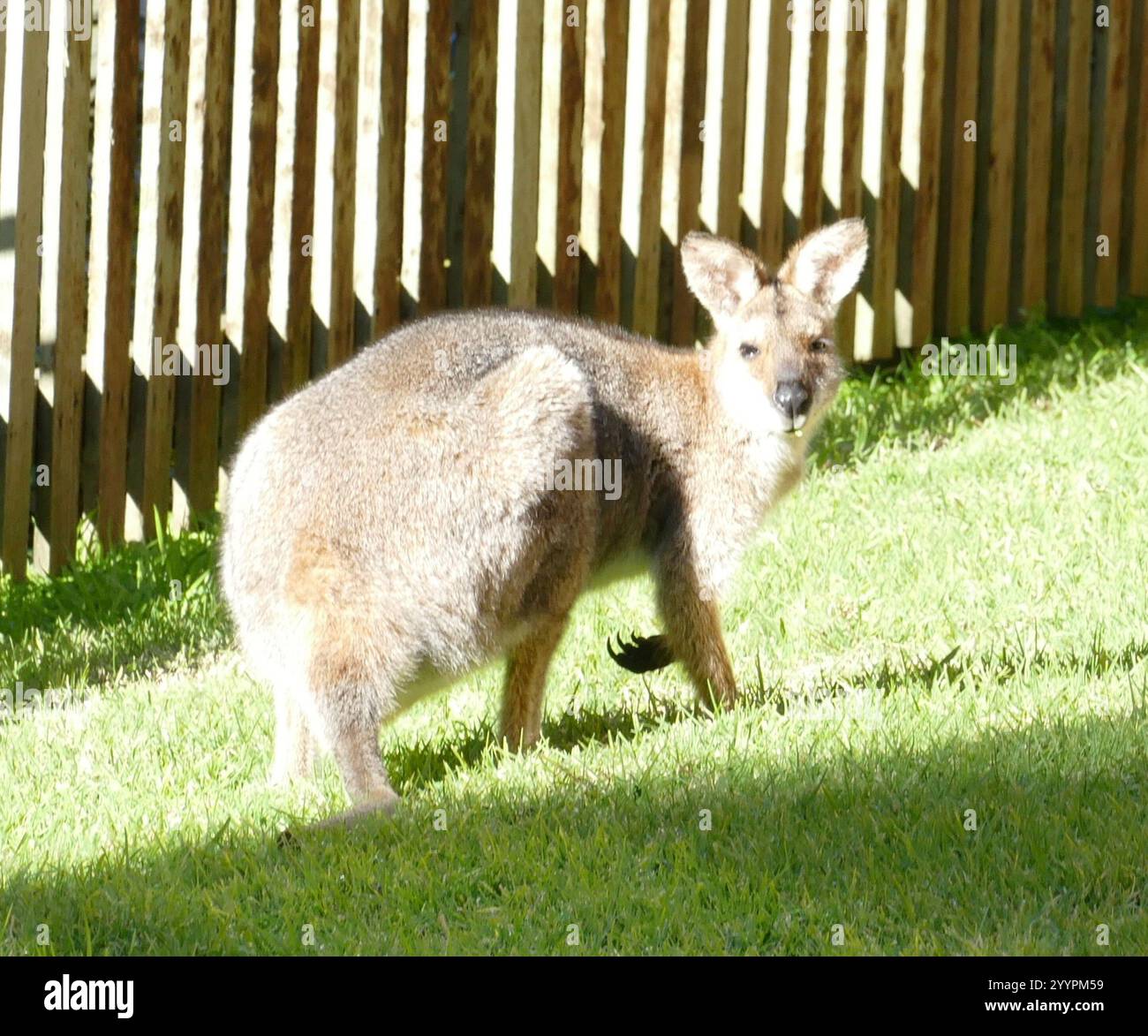 Red-necked Wallaby (Notamacropus rufogriseus Stock Photo - Alamy