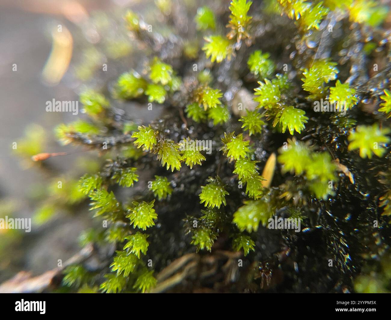 Yellow fringe moss hi-res stock photography and images - Alamy