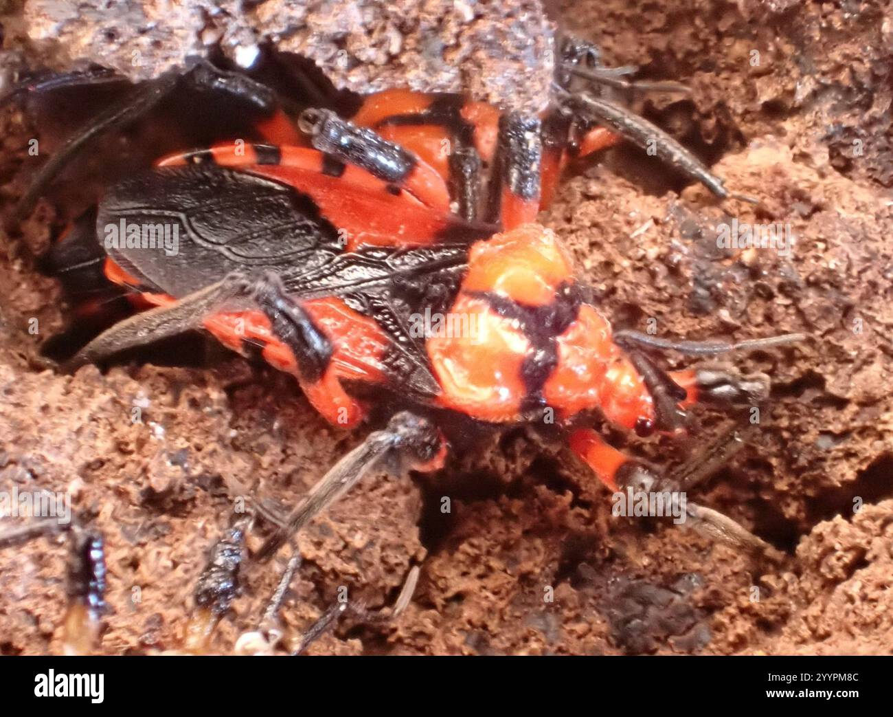 Termite Assassin Bug (Tegea atropicta Stock Photo - Alamy