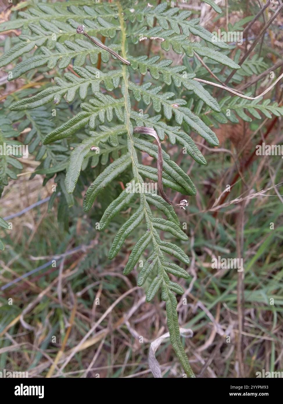 Austral Bracken (Pteridium esculentum Stock Photo - Alamy