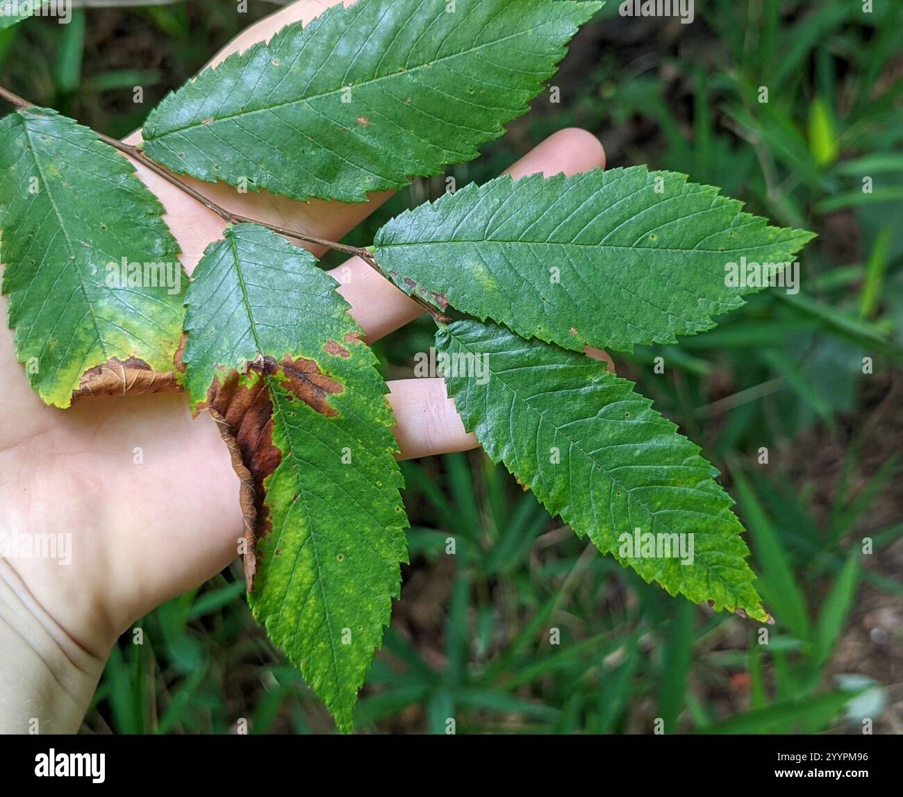 Winged Elm (Ulmus alata Stock Photo - Alamy