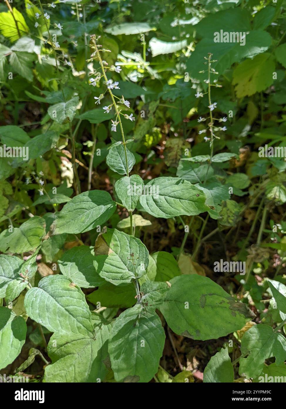 enchanter's-nightshade (Circaea lutetiana Stock Photo - Alamy
