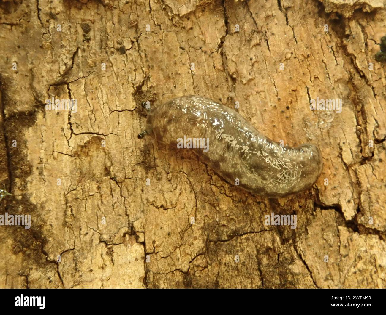 Changeable Mantleslug (Megapallifera mutabilis Stock Photo - Alamy