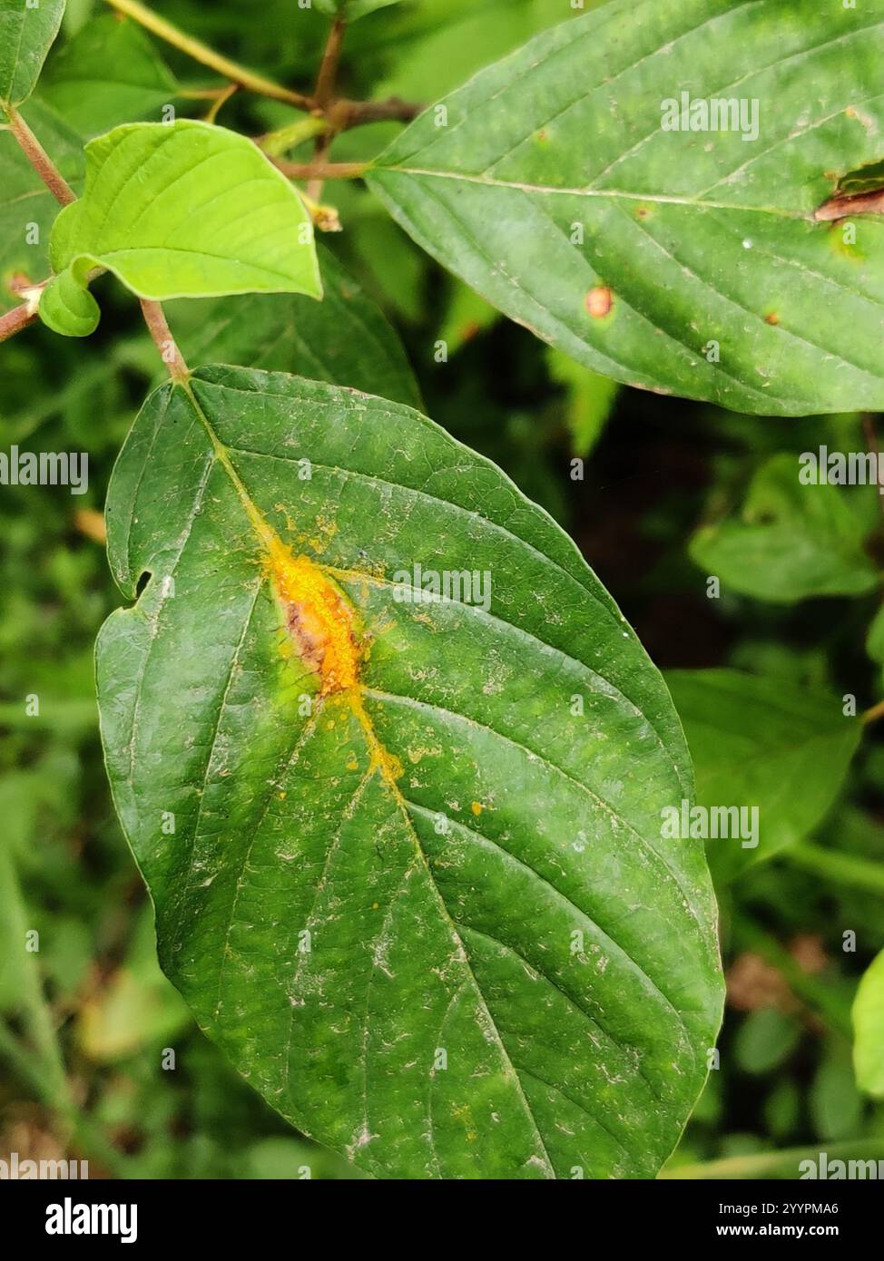 Crown Rust (Puccinia coronata Stock Photo - Alamy