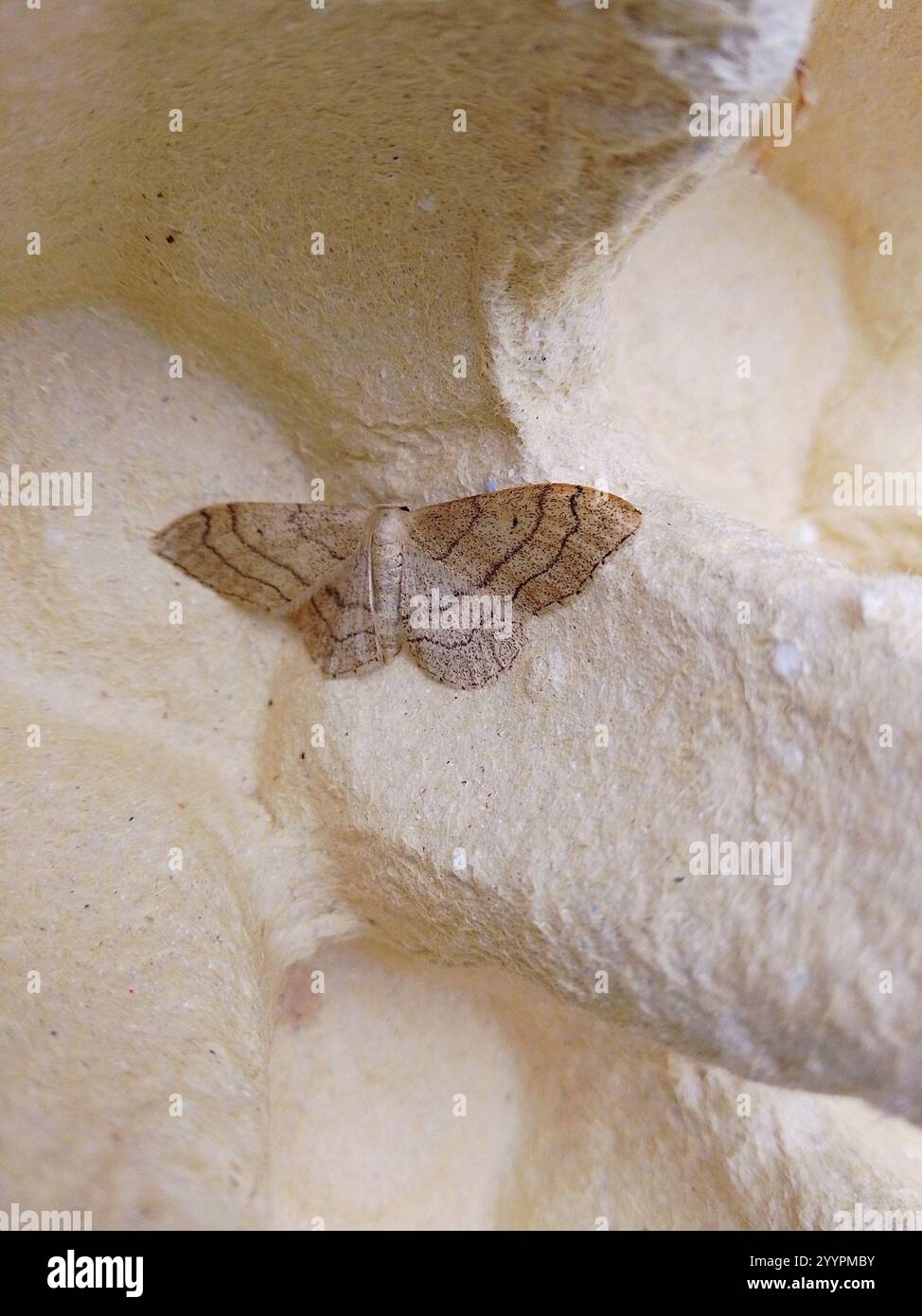 Riband Wave (Idaea aversata Stock Photo - Alamy