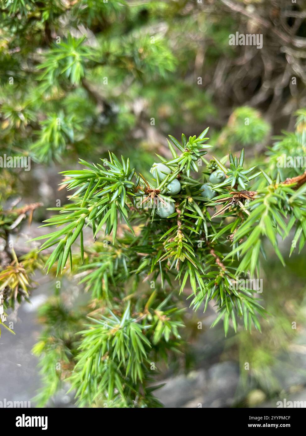 common juniper (Juniperus communis Stock Photo - Alamy