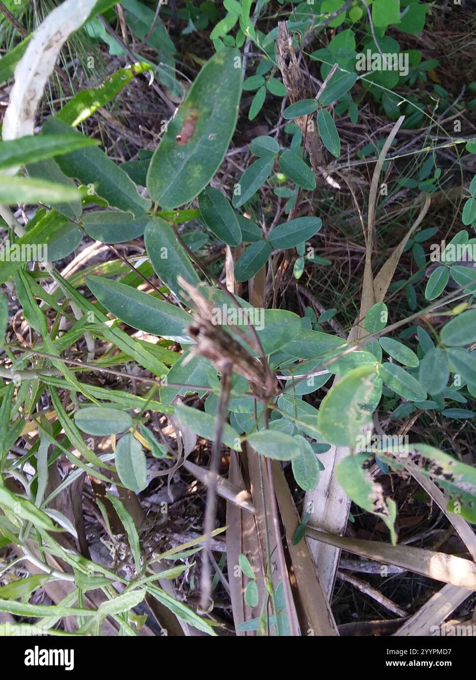 eastern milk-pea (Galactia regularis Stock Photo - Alamy