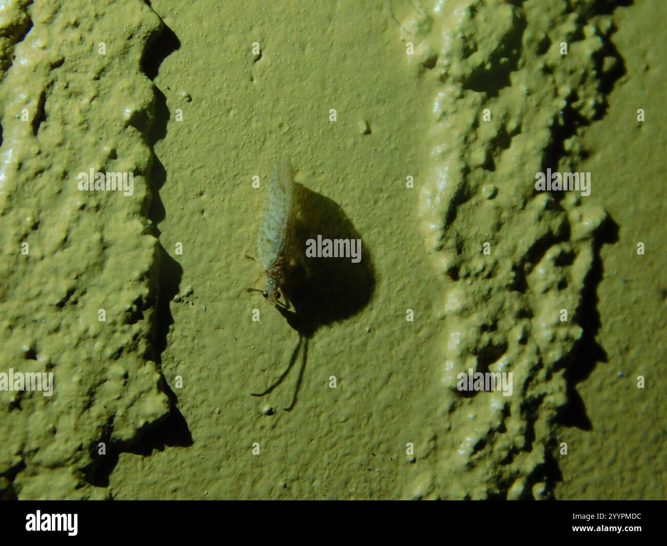 Posterior Brown Lacewing (Micromus posticus Stock Photo - Alamy