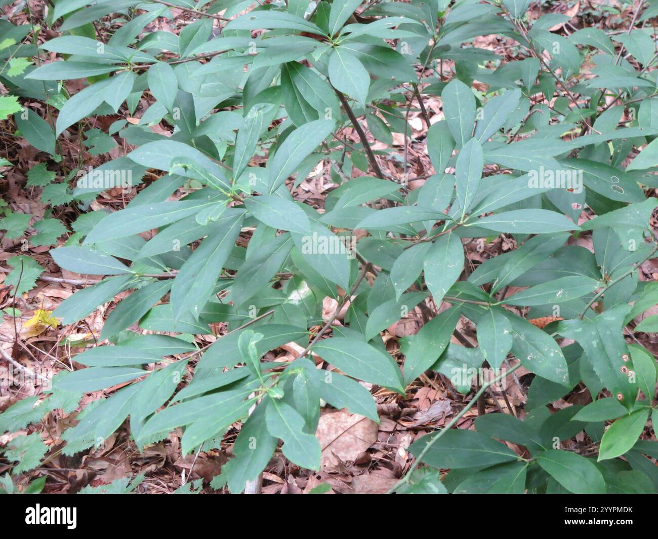 Sweetleaf (Symplocos tinctoria Stock Photo - Alamy