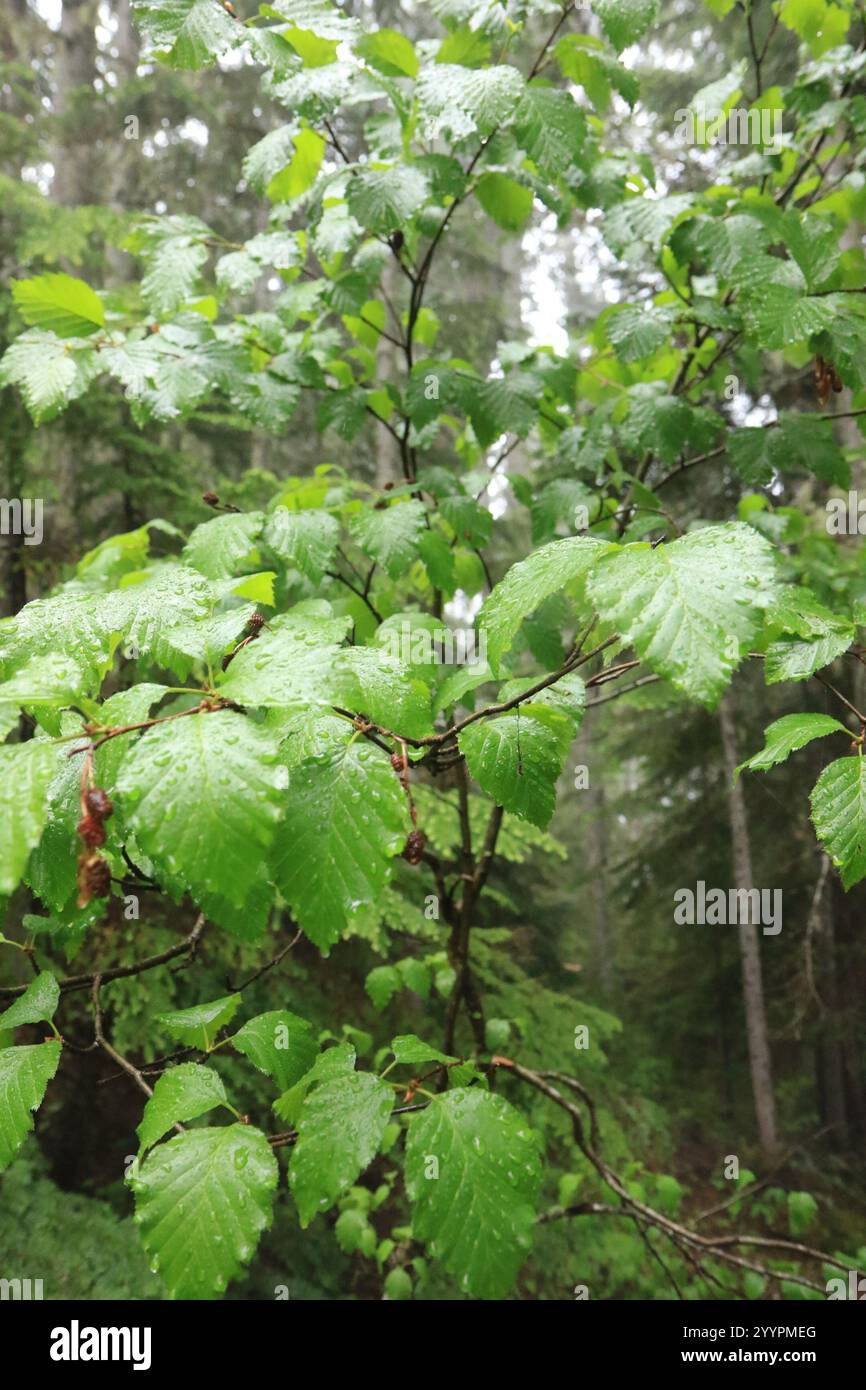 green alder (Alnus alnobetula Stock Photo - Alamy