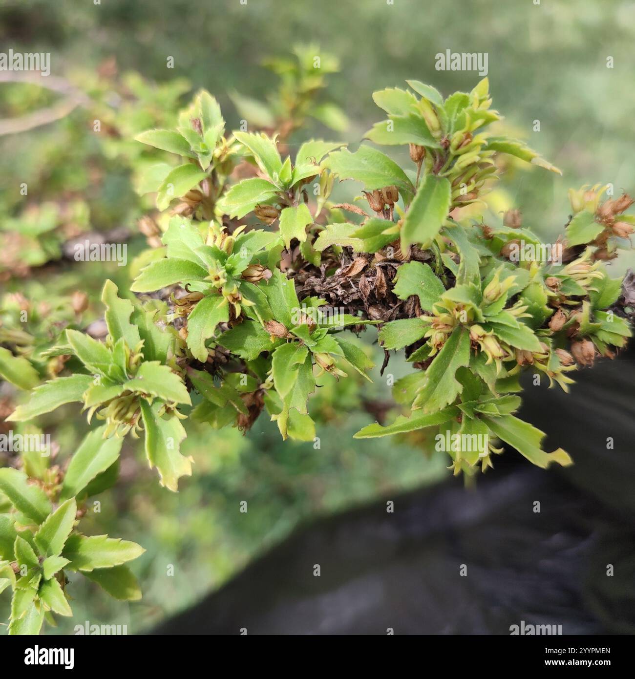 Capraria biflora hi-res stock photography and images - Alamy