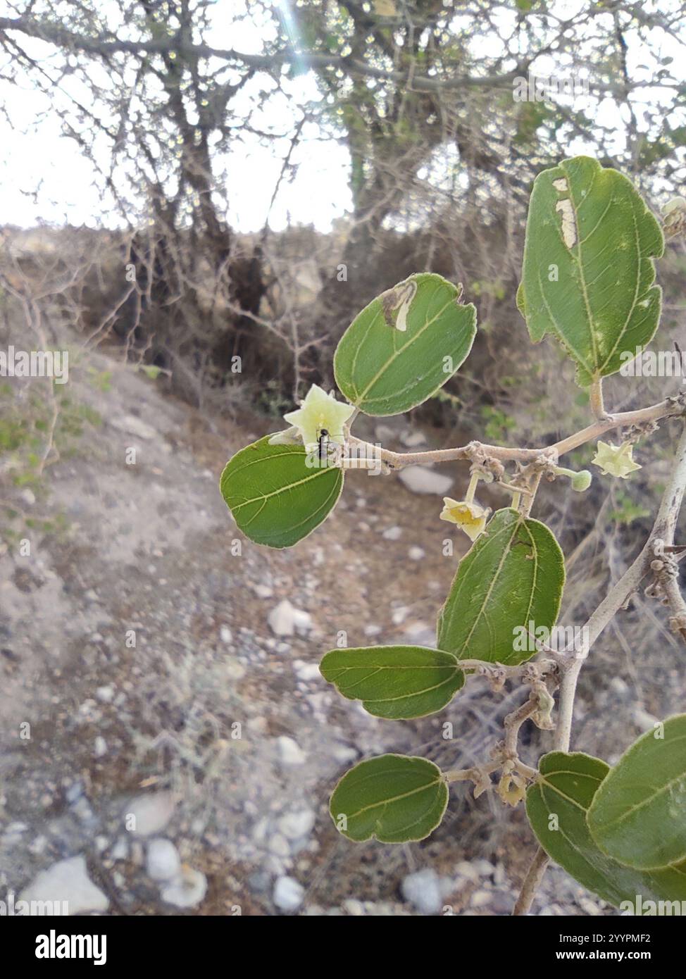 Ziziphus spina christi hi-res stock photography and images - Alamy