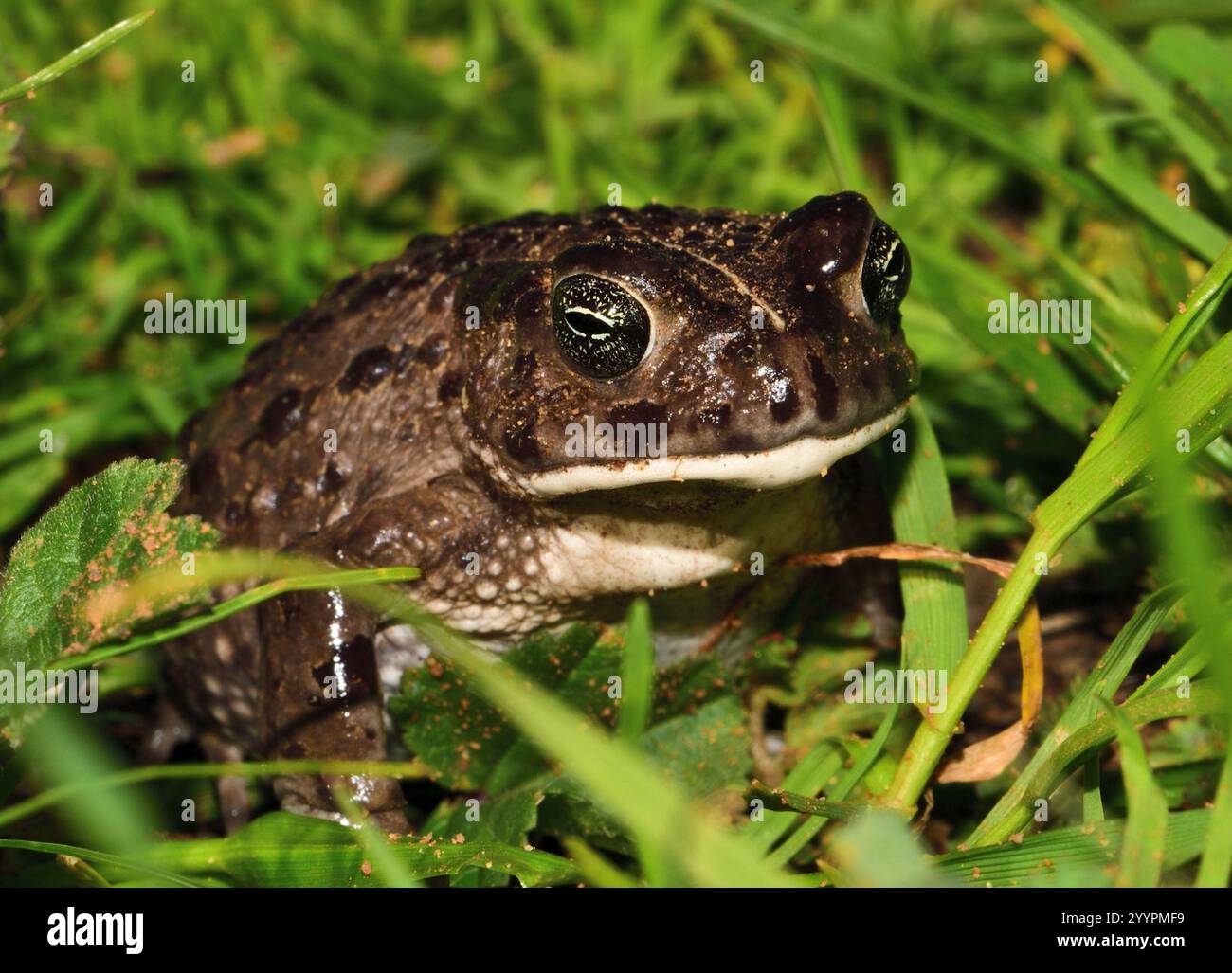 Sand Toad (Vandijkophrynus angusticeps Stock Photo - Alamy