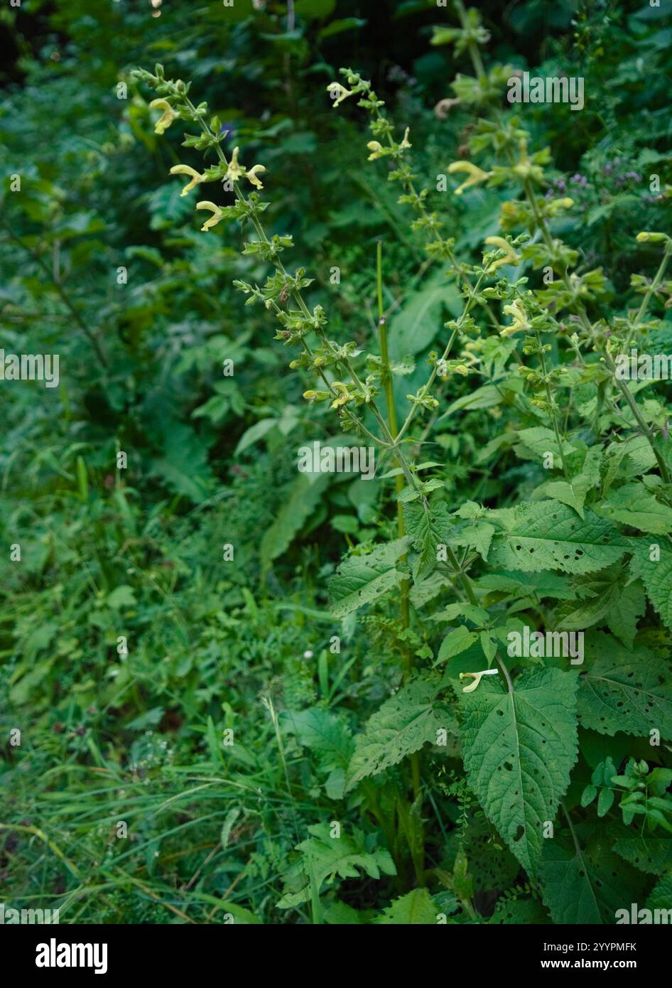 Sticky Sage (Salvia glutinosa Stock Photo - Alamy