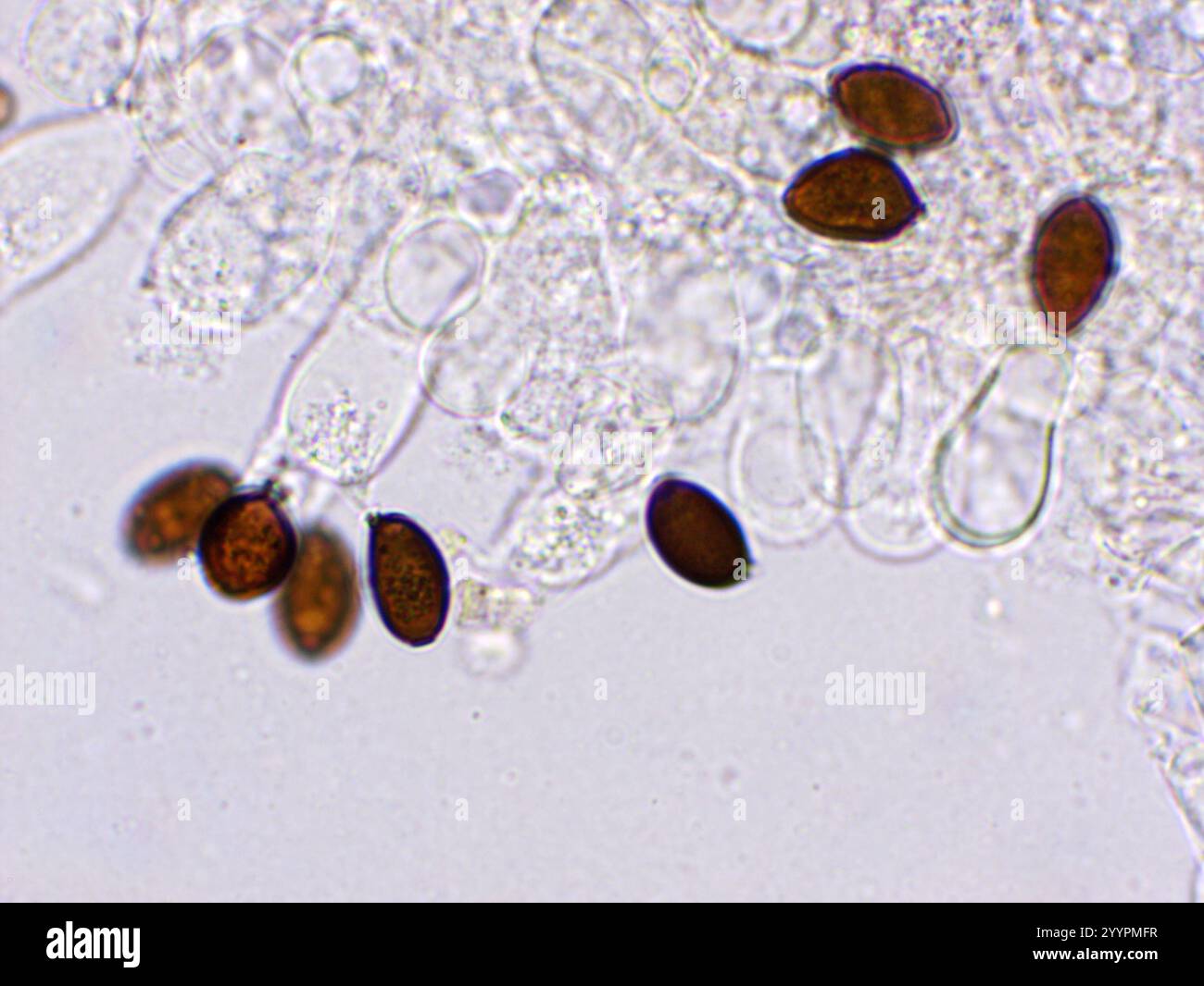 Banded Mottlegill (Panaeolus cinctulus Stock Photo - Alamy