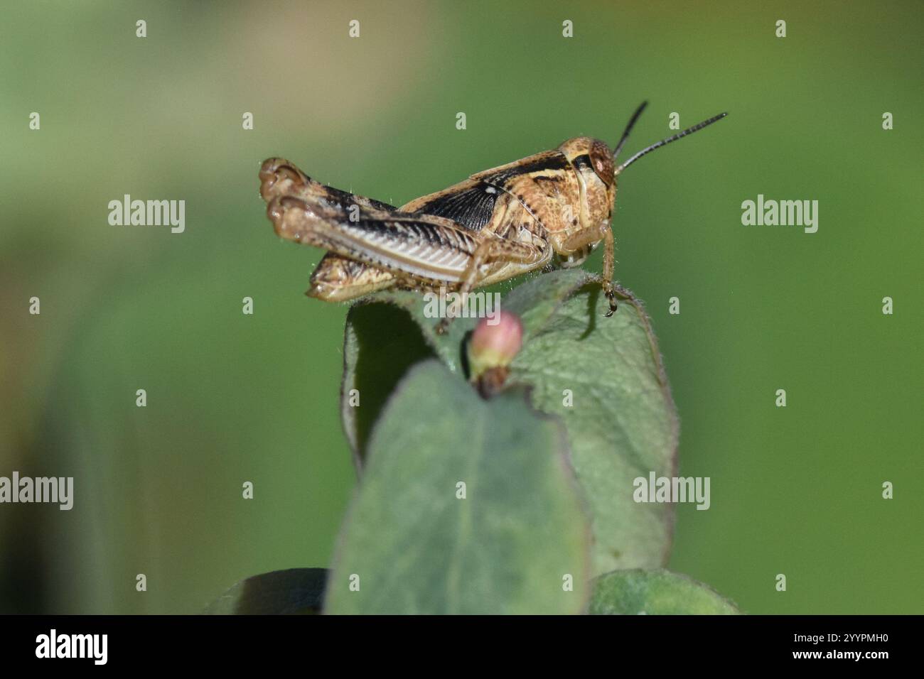 North American Spur-throated Grasshoppers (Melanoplus Stock Photo - Alamy