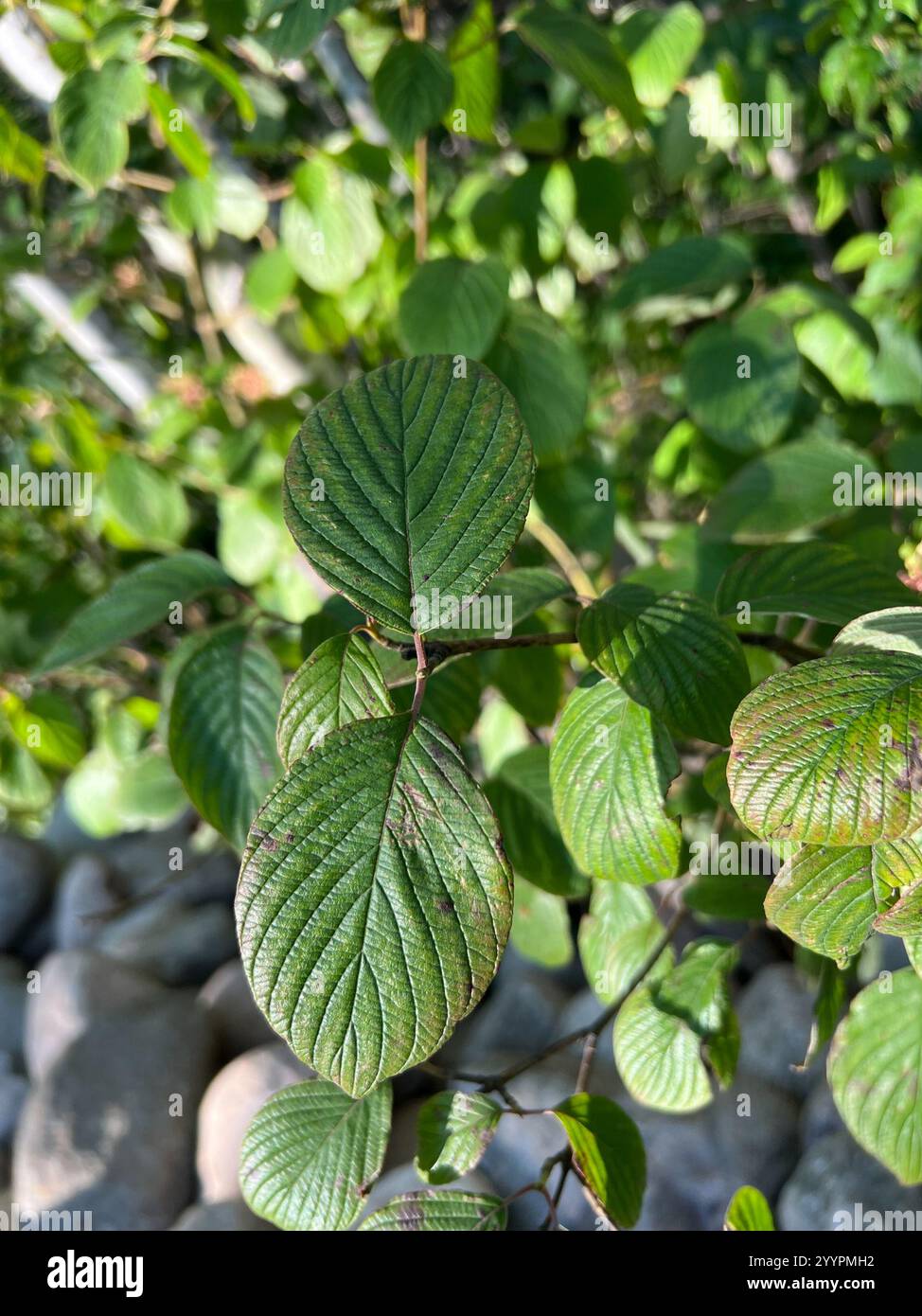Round-leaved Dogwood (Cornus rugosa Stock Photo - Alamy