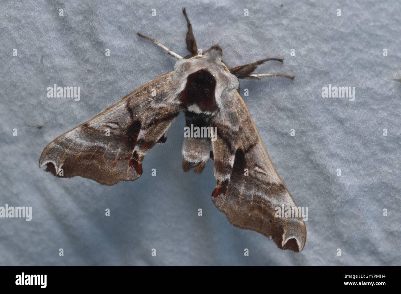 Twin-spotted Sphinx (Smerinthus jamaicensis Stock Photo - Alamy
